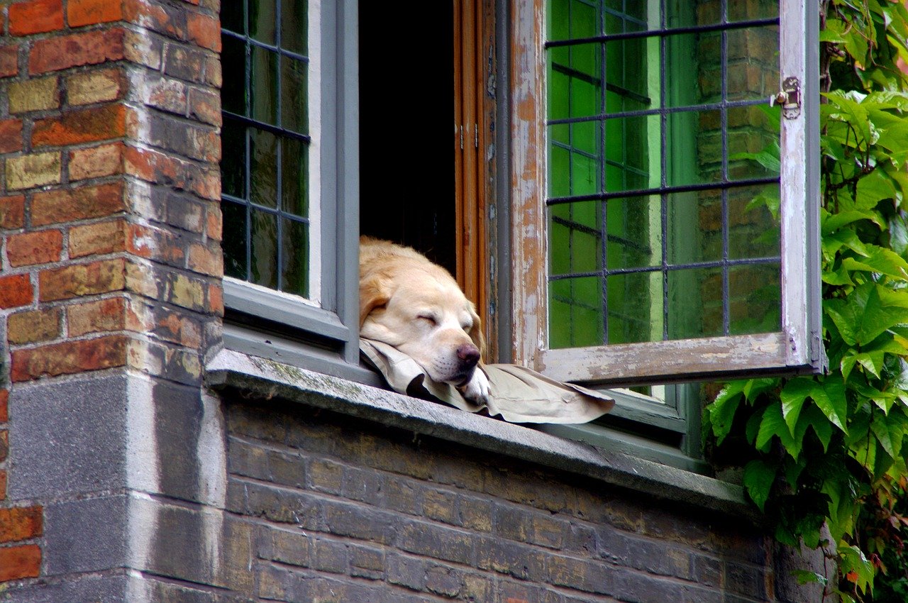 The Dog Network | The Dog Network