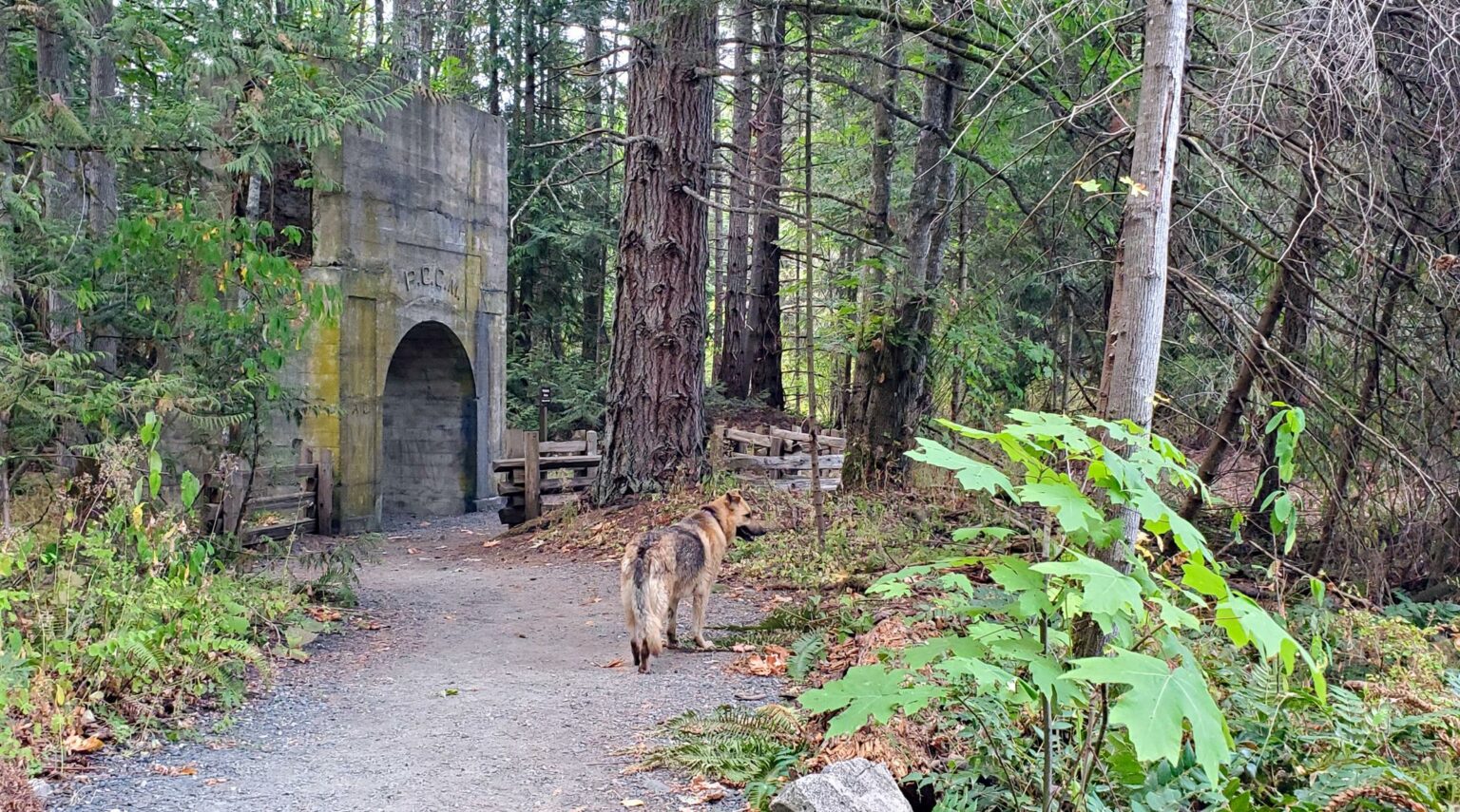 Off-leash Trails and Hikes | The Dog Network