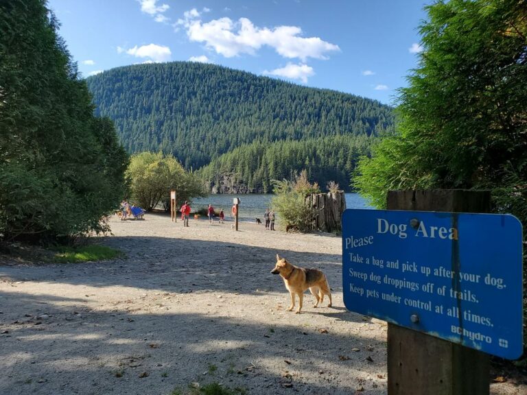 Buntzen Lake Off-leash Dog Beach, Anmore, BC | The Dog Network